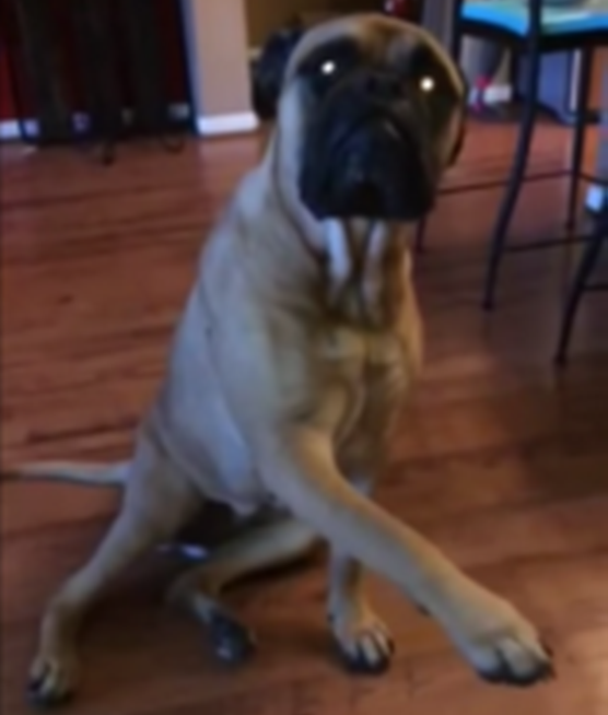 DOS MILLONES DE VISITAS: Mira el video del «perro soplón» que se ha ...