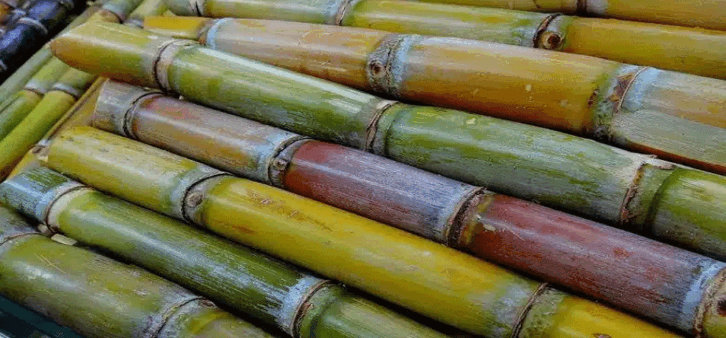 Portuguesa inicia zafra azucarera 2025-2026 - DiarioRepublica.com